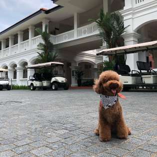 Capella Singapore Puts Together the Most Unforgettable Pet Spa-cation ...